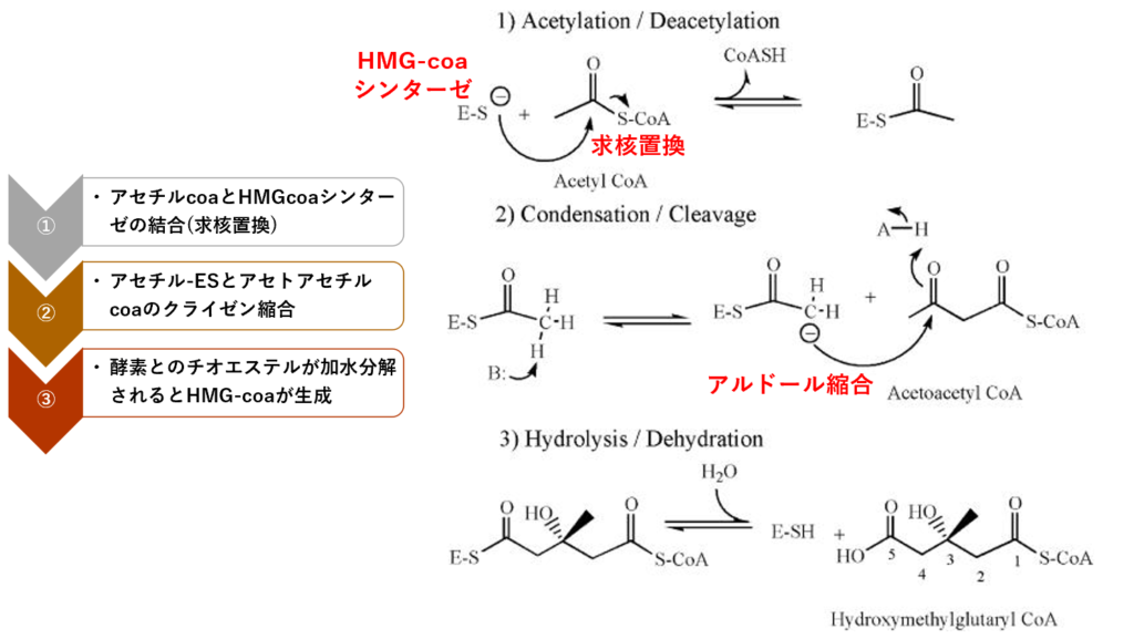 ヤクトリ|薬理学・一般名と商品名の由来。スタチン系薬の覚え方 | ヤクハク！
